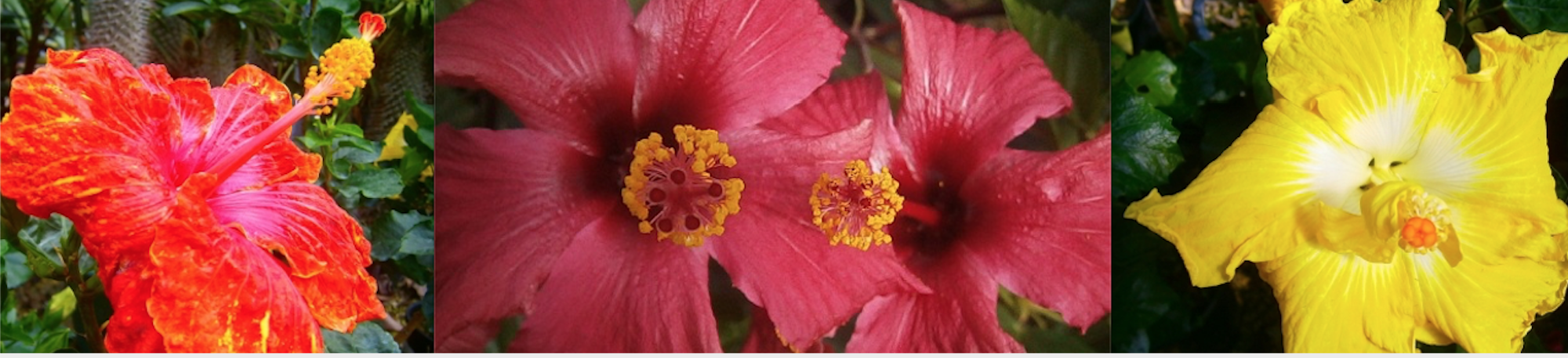 Beechwood Plants Tauranga | Bay of Plenty