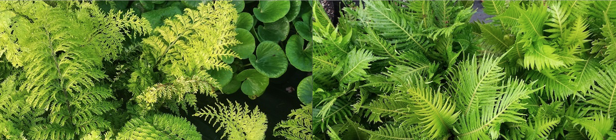 Beechwood Plants Tauranga | Bay of Plenty