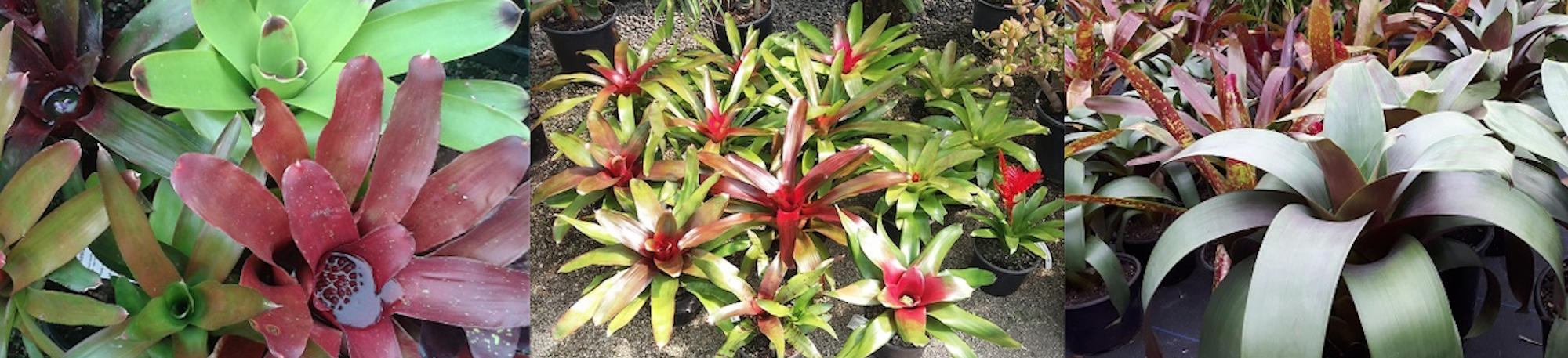 Beechwood Plants Tauranga | Bay of Plenty