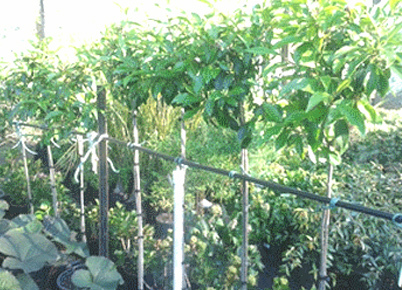 Beechwood Plants Tauranga | Bay of Plenty