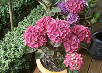 Beechwood Plants Tauranga | Bay of Plenty