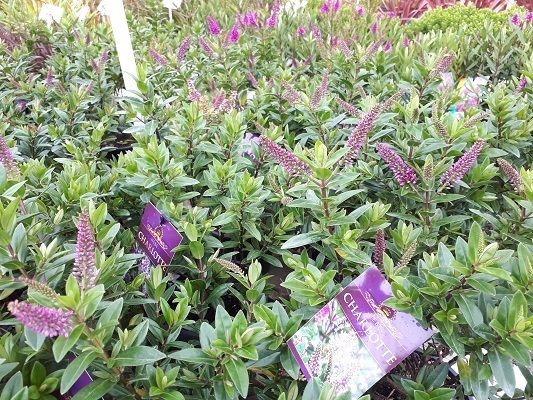 Wholesale native trees Bay of Plenty native plants Tauranga