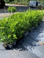 Plant nursery Tauranga wholesale shrubs Rotorua hedging plants