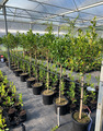 Trees & Plants Tauranga Fruit Tree Bay of Plenty Natives for Sale