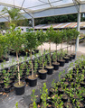 Trees & Plants Tauranga Fruit Tree Bay of Plenty Natives for Sale