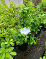 Plant Nursery Tauranga Wholesale Native Shrubs Omokoroa