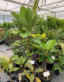 Wholesale Palm Trees Tauranga subtropical plants Bay of Plenty